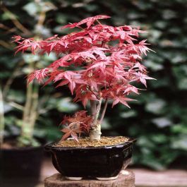 Bonsaï Acer Palmatum/ Érable du Japon achats avantageux sur ...