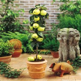 Pommier Nain Golden Delicious achats avantageux sur JardinPourvous.be