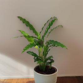 Calathea Rufibarba Elgergrass 12 cm achats avantageux sur JardinPourvous.be