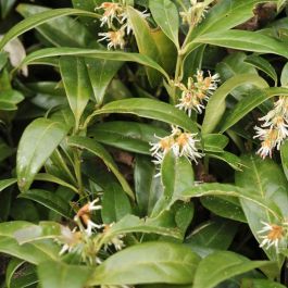 Sarcococca Hookerianas achats avantageux sur JardinPourvous.be