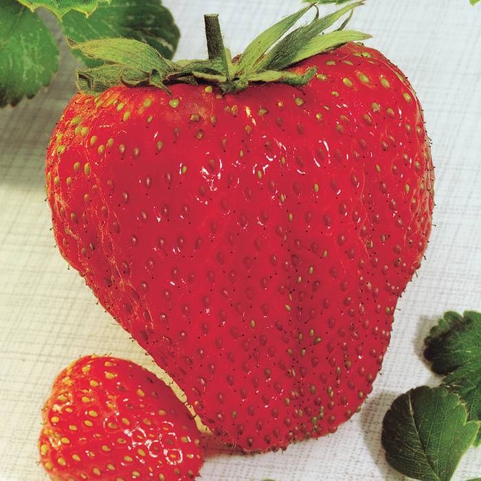 Fraise Géante Maxi Fructa x 3 achats avantageux sur JardinPourvous.be