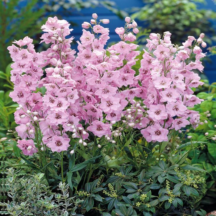 Delphinium hybride Pacific x 3 achats avantageux sur JardinPourvous.be