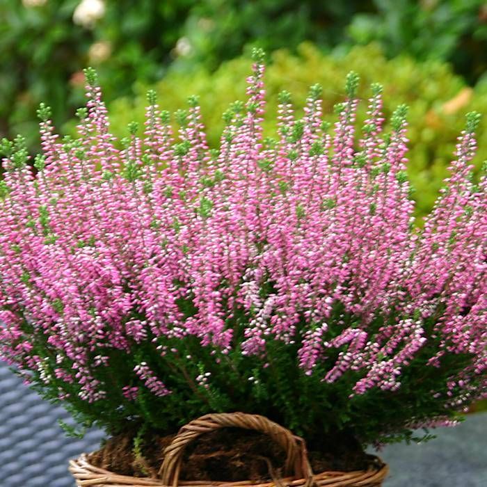 Erica Carnea/Bruyère rose achats avantageux sur JardinPourvous.be
